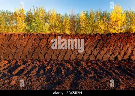 Rows of cutted peat at an excavation side in a peat bog at Northwestern ...