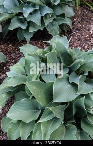 Hosta "Devon Blue", Growing In Garden, Allium "Globemaster", Hardy ...