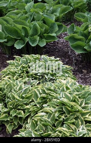 Hosta Fools Gold, Hosta Little Wonder, Hostas, Plantain Lily, Leaves ...
