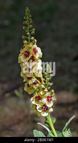Verbascum Dark Eyes Stock Photo - Alamy
