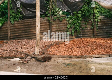 cocoa beans in natural drying process with the sun, ecuador Stock Photo ...