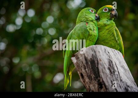 Scaly naped parrots (Amazona mercenaria Stock Photo - Alamy