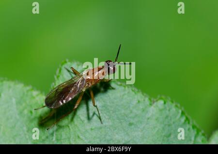 Rust Fly, Loxocera cylindrica Stock Photo - Alamy