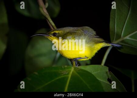 Female Yellow-bellied Sunbird or Olive-backed Sunbird (Nectarinia ...
