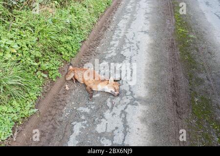 Road-kill dead fox lying below hedge by side of quiet Devon lane Stock ...