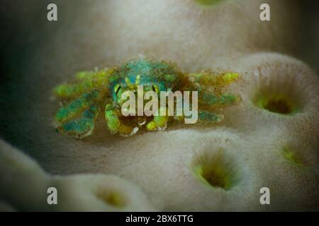 Tiny Coral Gall Crab ( Pseudocryptochirus sp.), size 4-5mm. Underwater ...