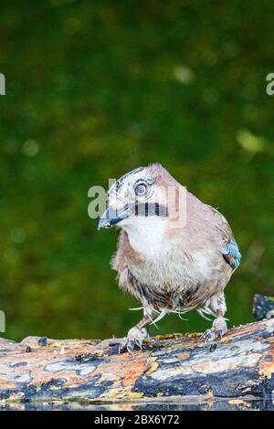 European Jay in mid Wales during springtime Stock Photo - Alamy