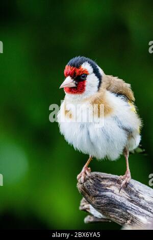 Goldfinch foraging in a rural garden in Spring Stock Photo - Alamy