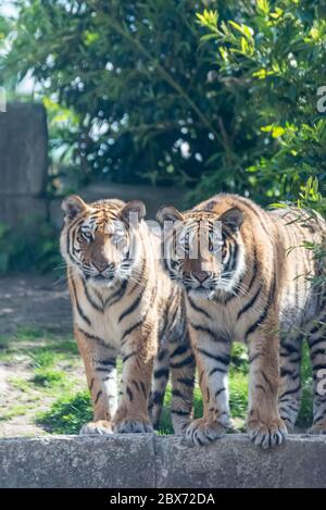 Siberian tigers roam their territory Stock Photo - Alamy