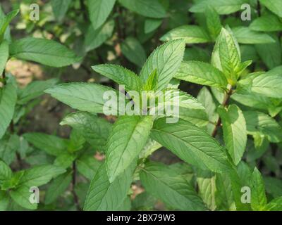 peppermint plant (scientific name Mentha x piperita Stock Photo - Alamy
