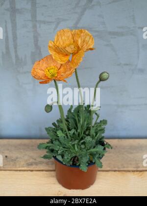 Pot with poppies in the field Stock Photo - Alamy