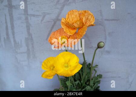Flowering poppy in a pot Stock Photo - Alamy