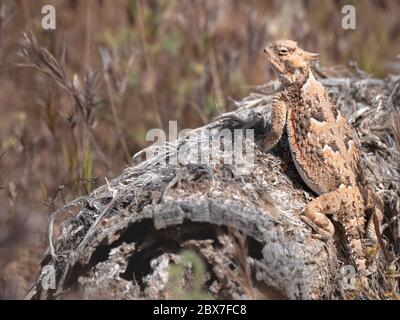 southern desert horned lizard or Phrynosoma platyrhinos calidiarum on a ...