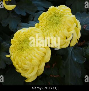 Beautiful chrysanthemums blossom in the autumn garden at the sunset ...