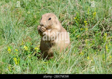 Prairie Dogs at Devils Tower in Wyoming, USA Stock Photo - Alamy