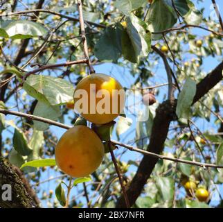 Two ripe organic persimmons in a metal wire basket, close-up, isolated ...