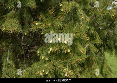 Morinda Spruce or West Himalayan Spruce Cones, Picea Smithiana ...