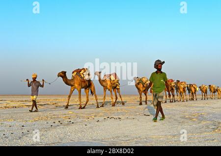 Men of the Afar nomads lead a dromedary caravan loaded with rock salt ...