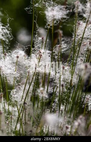 Alpine bulrush Trichophorum alpinum peat bog flowers Stock Photo - Alamy