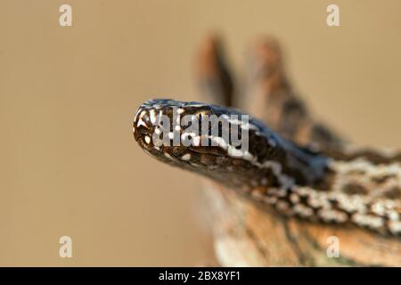 Steppe Viper, Vipera ursinii, poisonous snake close up Stock Photo - Alamy