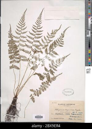 Athyrium tozanense Hayata Hayata Athyrium tozanense Hayata Hayata Stock ...