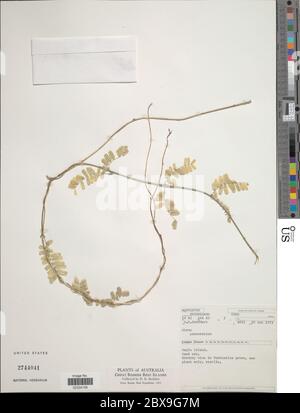 Abrus sp Abrus sp Stock Photo - Alamy