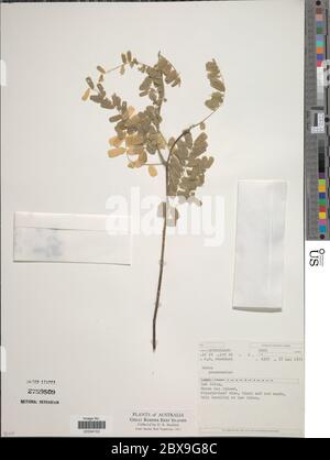 Abrus sp Abrus sp Stock Photo - Alamy