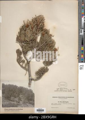 Pinus edulis Engelm Pinus edulis Engelm Stock Photo - Alamy