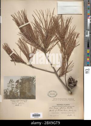 Spruce Pine Trees; Pinus glabra; Walter pine; Penitente Canyon ...