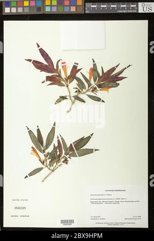 Columnea verecunda CV Morton in Standl Stock Photo - Alamy