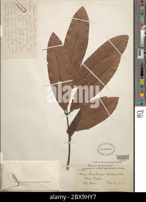 Mora excelsa Benth Mora excelsa Benth Stock Photo - Alamy