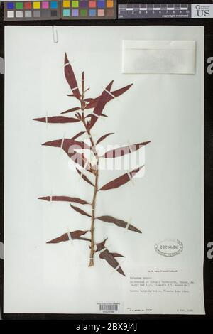 Columnea x hybrid Columnea x hybrid Stock Photo - Alamy