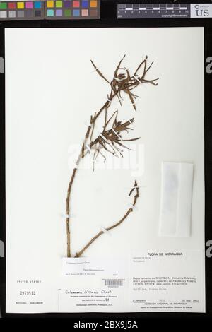 Columnea linearis Oerst Columnea linearis Oerst Stock Photo - Alamy