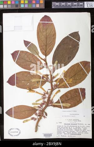 Columnea maculata CV Morton Columnea maculata CV Morton Stock Photo - Alamy