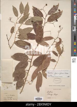 Sabia parviflora Wall ex Roxb Stock Photo - Alamy