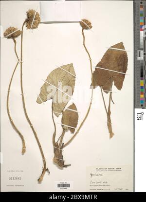 Gerbera (Gerbera sp.) flower Stock Photo - Alamy