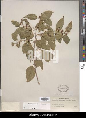 Colubrina glabra S Watson Stock Photo - Alamy