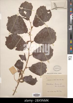 Fruit. Helicteres Isora. Indian Screw tree. Family: Sterculiaceae. A ...