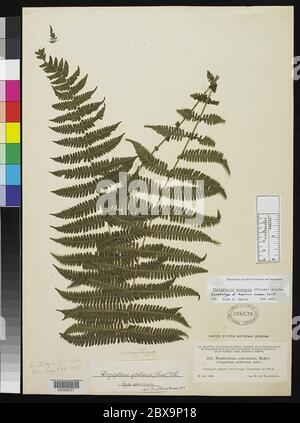 Aspidium scalare Christ Aspidium scalare Christ Stock Photo - Alamy