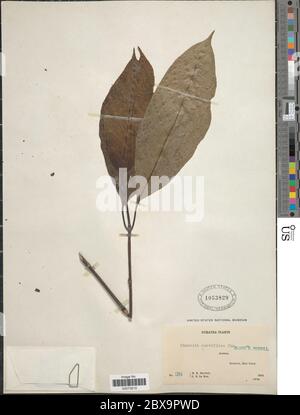 Chassalia curviflora Chassalia curviflora Stock Photo - Alamy