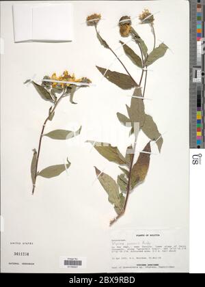 Viguiera sp Viguiera sp Stock Photo - Alamy