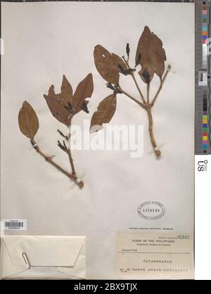 Loranthus sp Loranthus sp Stock Photo - Alamy