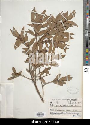 Podocarpus nagi Podocarpus nagi Stock Photo - Alamy