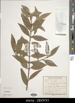 Podocarpus nagi Podocarpus nagi Stock Photo - Alamy