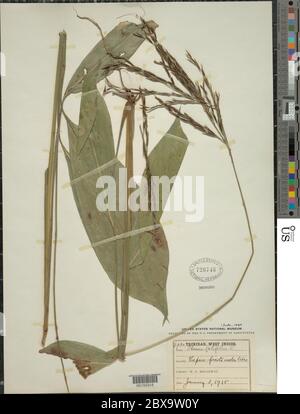 Pharus latifolius L Pharus latifolius L Stock Photo - Alamy