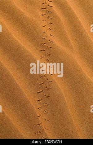 insect footprints in the sand dunes of the Dubai desert Stock Photo - Alamy