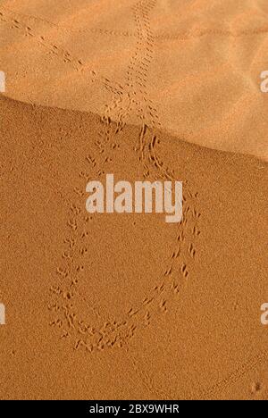 insect footprints in the sand dunes of the Dubai desert Stock Photo - Alamy