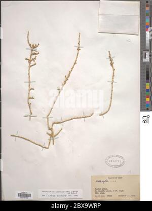 Haloxylon salicornicum Haloxylon salicornicum Stock Photo - Alamy