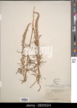 Amaranthus fimbriatus Torr Benth ex S Watson Stock Photo - Alamy