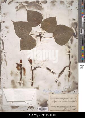 Populus x jackii Balm of Gilead Sarg Populus x jackii Balm of Gilead ...